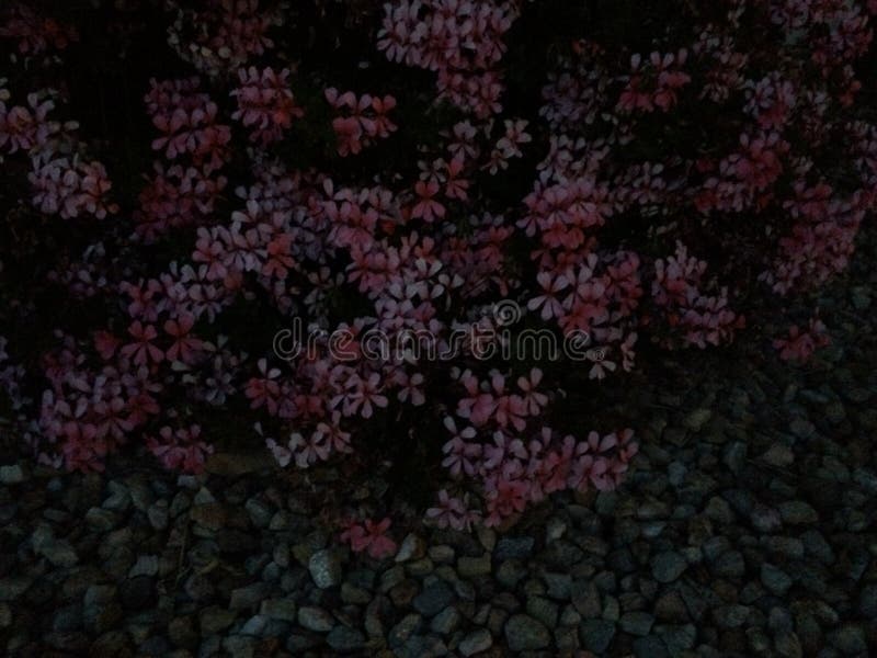 Small Purple Flowers Bush Pattern Background at Night Stock Image ...