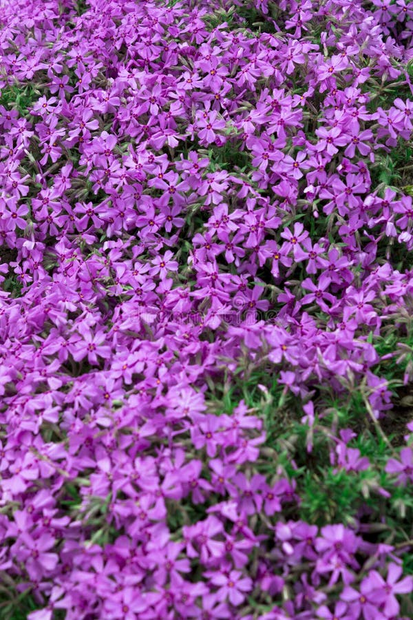 Small purple flowers stock photo. Image of petal, floral - 70031814