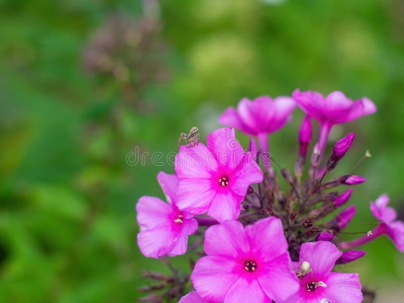 Small Purple Flowers in Gardens Stock Image - Image of floral, spring ...