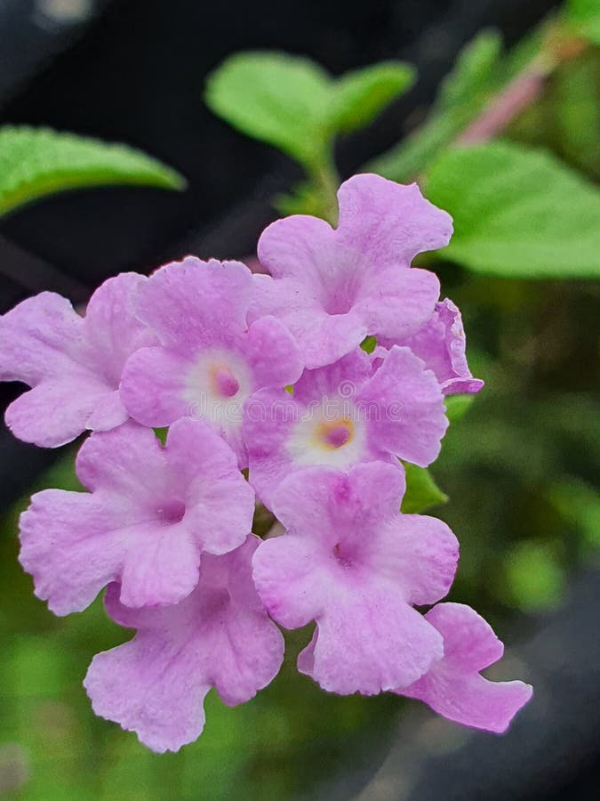 Small Purple Flowers in the Green Tree Stock Image - Image of nature ...