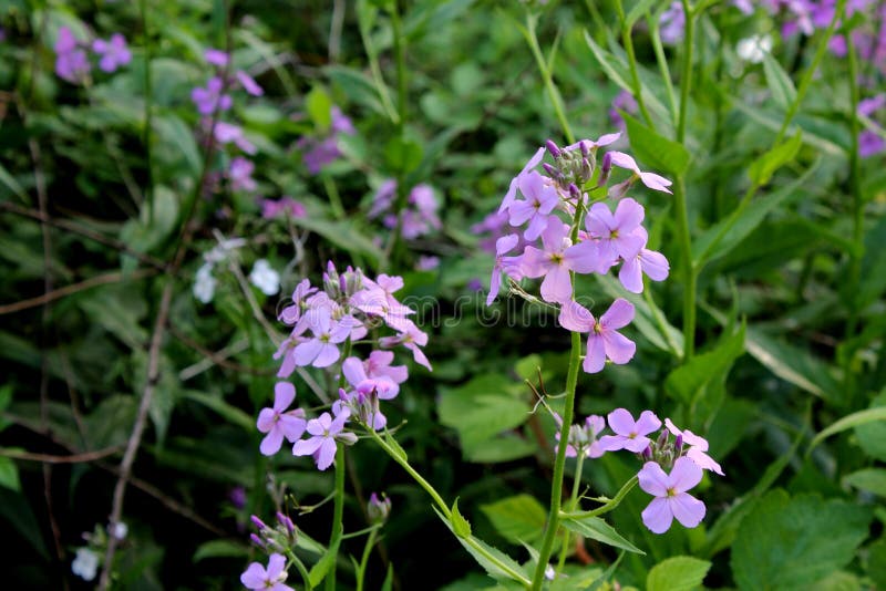 Small Purple Flowers with Greenery Stock Photo - Image of small ...