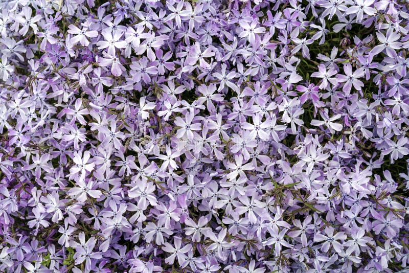 Small Purple Flowers Solid Background. Top View. Stock Photo - Image of ...