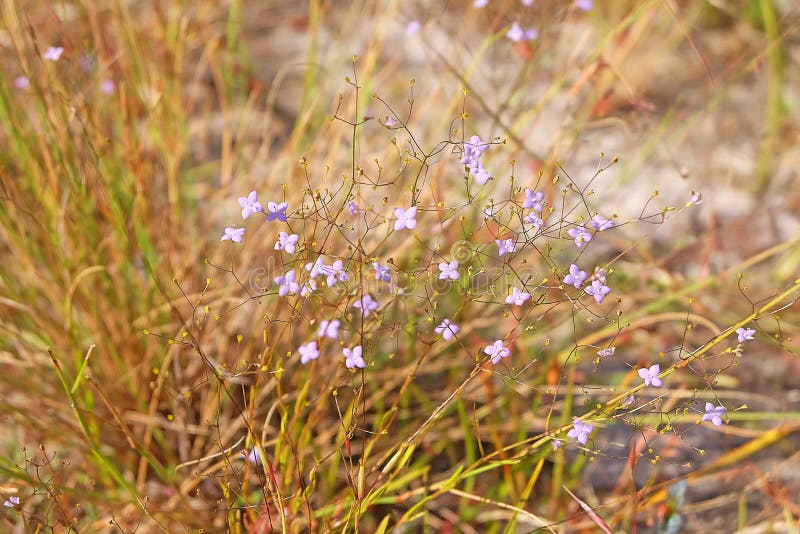 Small Purple Flowers Together with the Grass in the Meadow Stock Photo ...