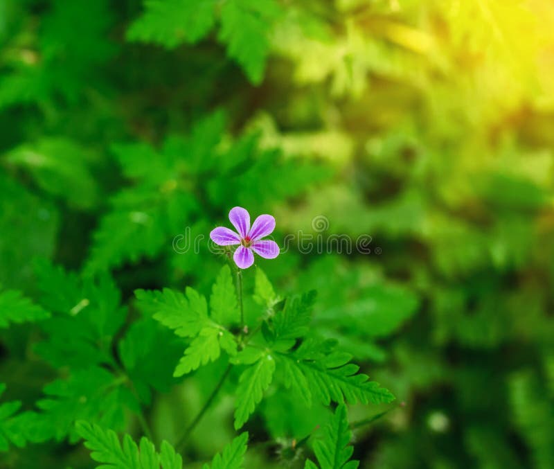 Small Purple Forest Flower Green Background Leaves Stock Image - Image ...