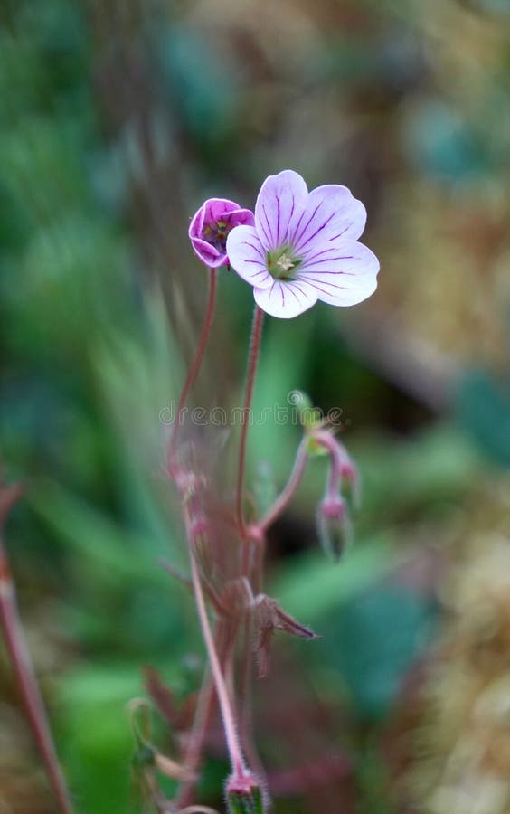 Small Purple Geranium Flower Surrounded by Lush Greenery Stock Photo ...