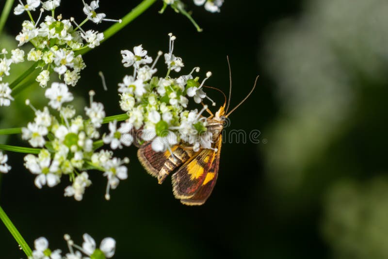 A Small Purple and Gold Moth Pyrausta Aurata Seen in June Stock Image ...