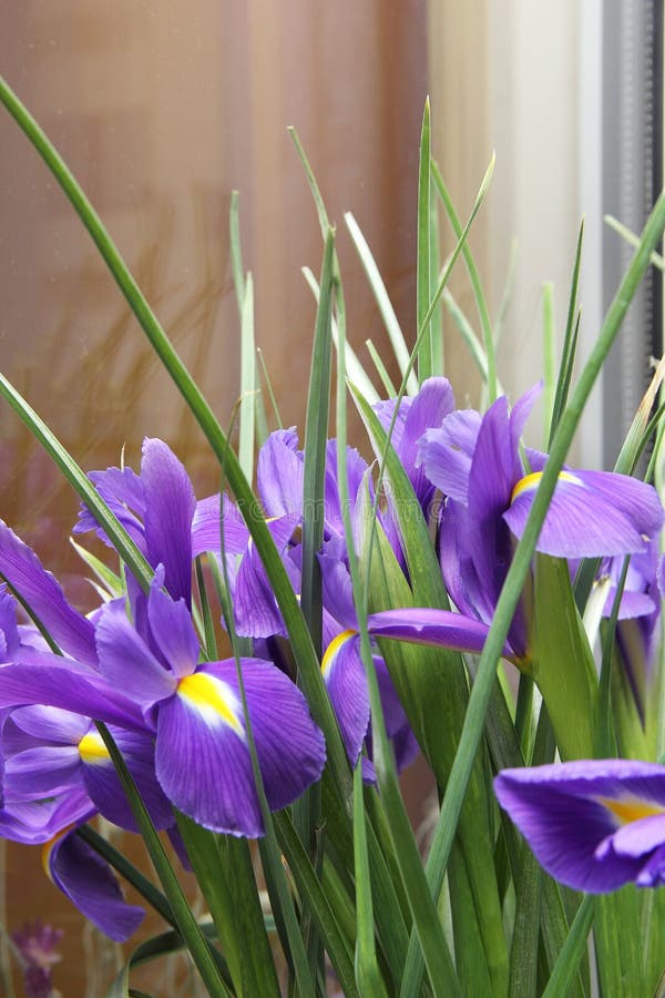 Small Purple Irises In The Flowerbed. Stock Image - Image of color ...