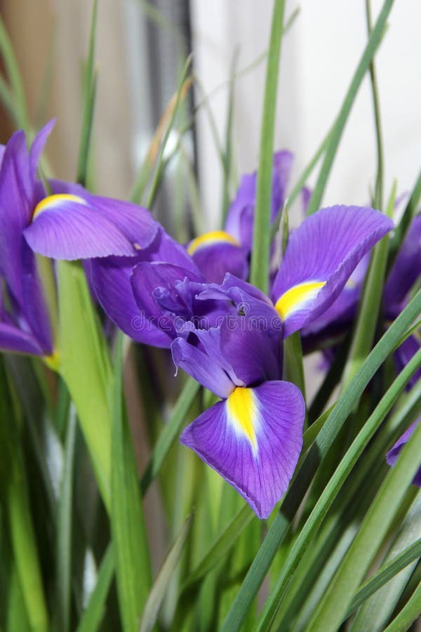 Small purple irises stock photo. Image of gardens, floral - 64857984