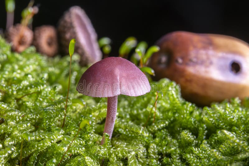 Small Purple Lacquer Funnel in the Moss on the Forest Floor Stock Image ...