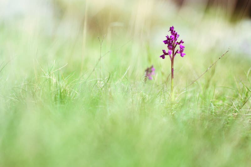 Small Purple Orchid Flower in Grass Stock Image - Image of focus ...