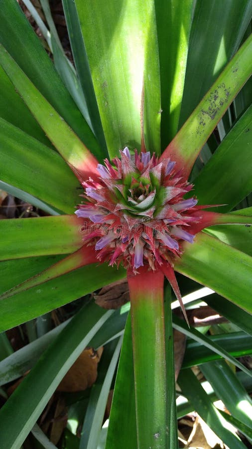 Small Purple Pineapple& X27;s Flowers on Tree Stock Image - Image of pineapples, purple: 254372349