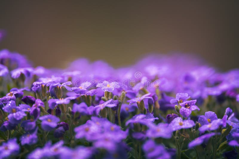 546 Small Purple Flower Ground Cover Photos - Free & Royalty-Free Stock ...