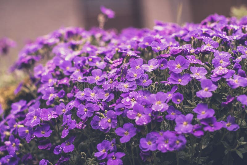 Small Purple Spring Flowers Stock Image - Image of colorful, nature ...