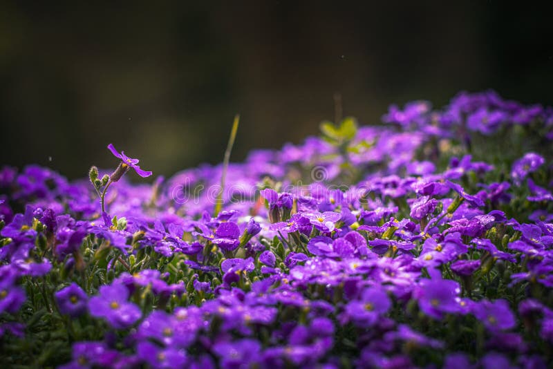 Small Purple Spring Flowers Stock Image - Image of blossom, nature ...