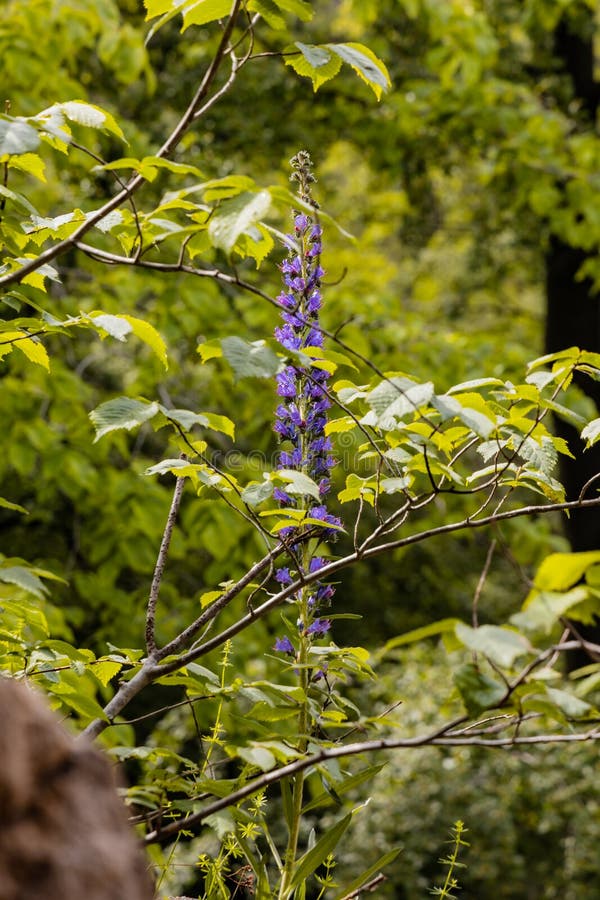 Small Purple Violet Thin Flower with Green Bushes Around Stock Photo ...