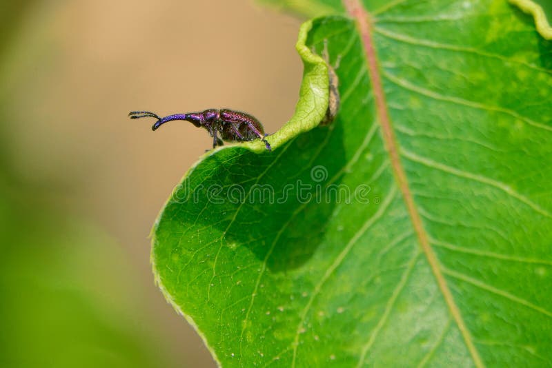 Purple weevil stock image. Image of purple, animals - 242657547