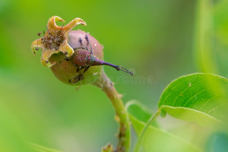 Purple weevil stock photo. Image of purple, little, snout - 242657550