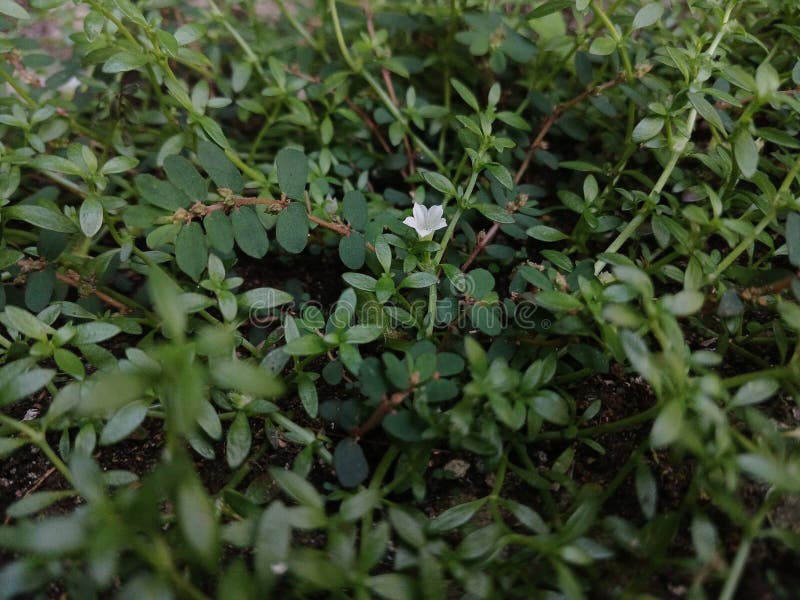 Small Purslane or Hogweed or Pursley Plants Stock Image - Image of food ...
