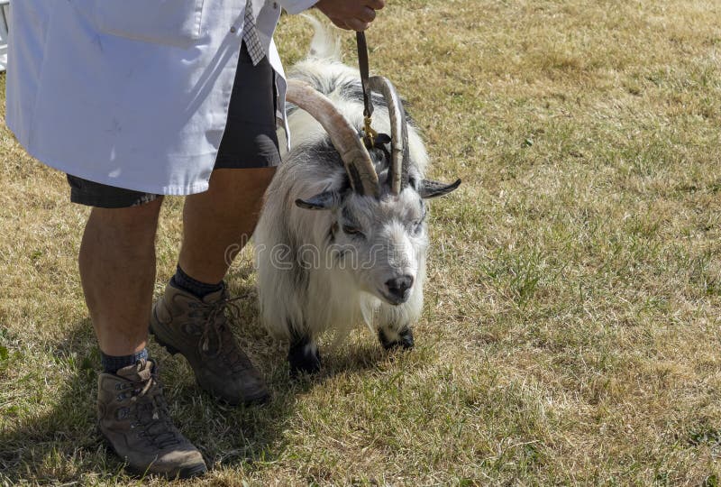 Grumpy Goat Stock Photos - Free & Royalty-Free Stock Photos from Dreamstime