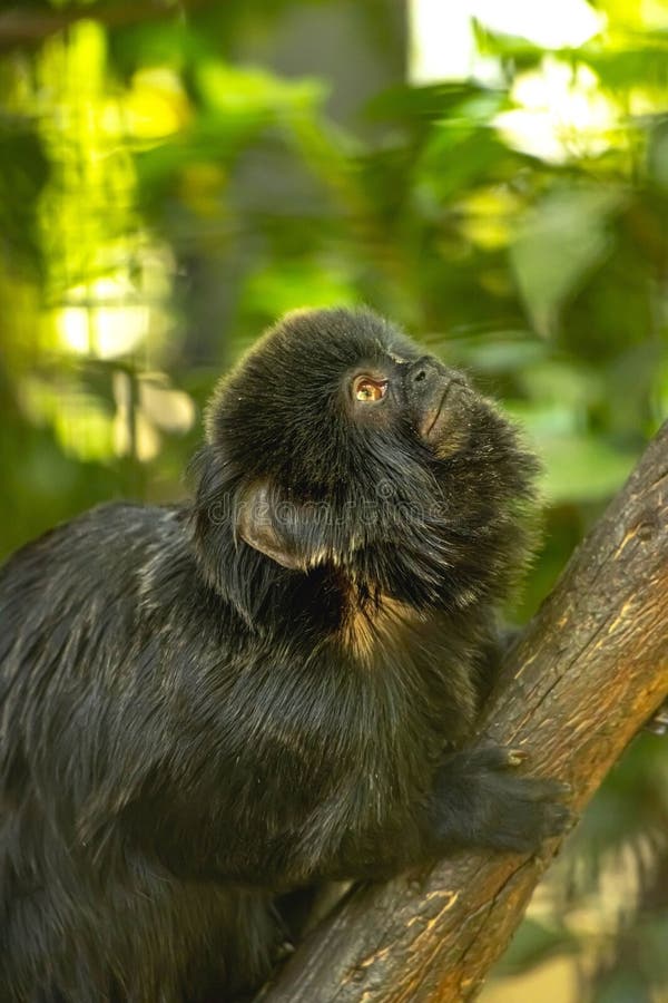 Small Pygmy Marmoset Monkey is Perched in a Tree in Its Natural Habitat ...