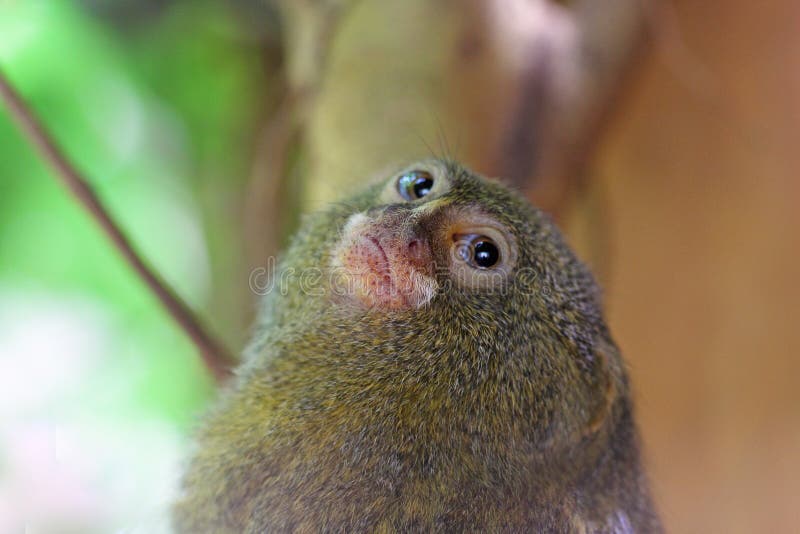 A small pygmy marmoset stock image. Image of america - 37114699