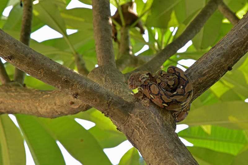 A Small Python Lying on a Tree Stock Photo - Image of camouflage, fauna ...