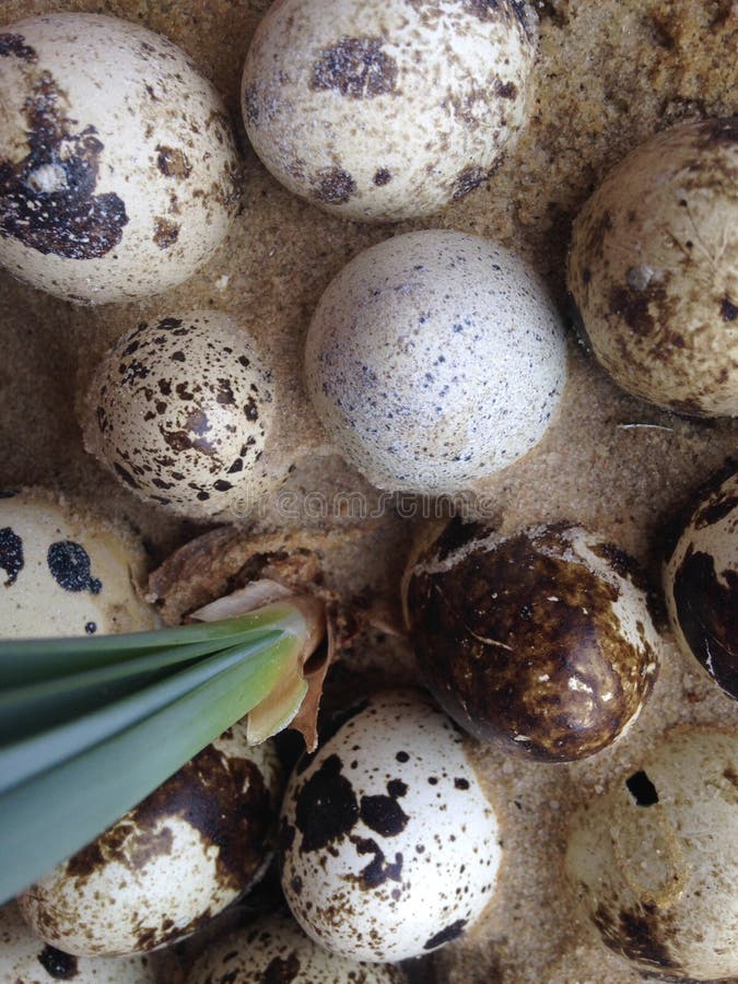Small eggs stock photo. Image of eggs, plant, sand, quail - 107654662