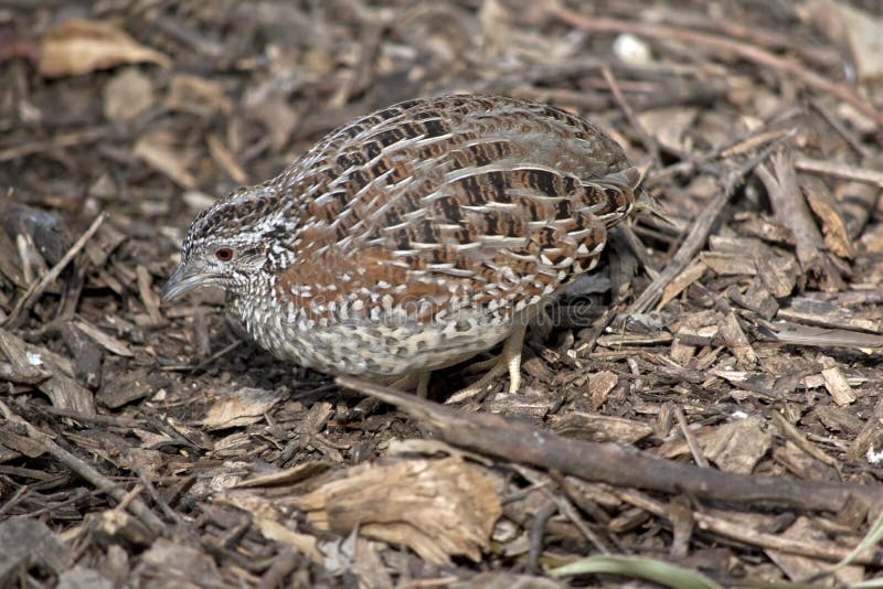 A Small Quail Looking for Food Stock Photo - Image of game, small ...