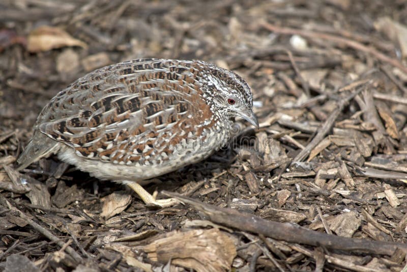 A Small Quail Looking for Food Stock Photo - Image of orange, quail ...