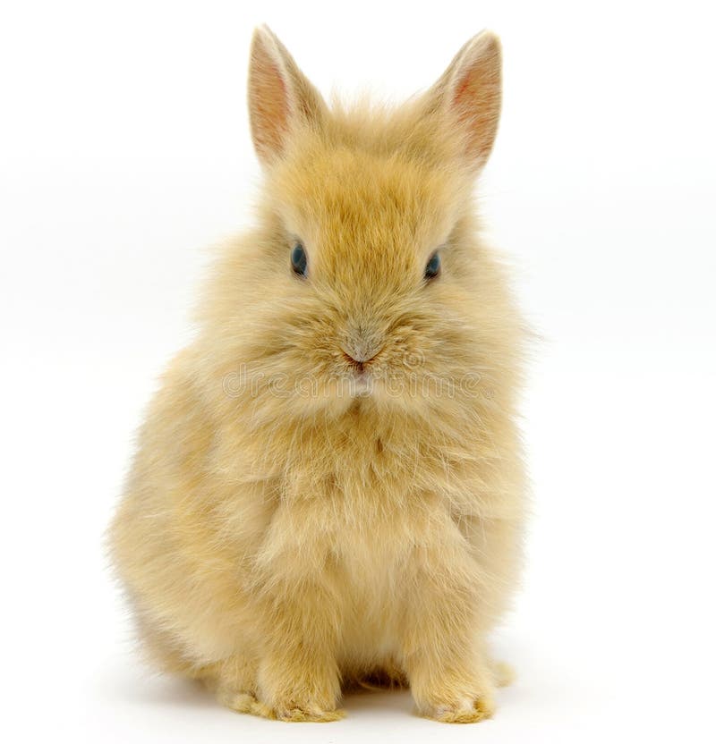 Bunny rabbit stock image. Image of furry, mammal, young - 13426081