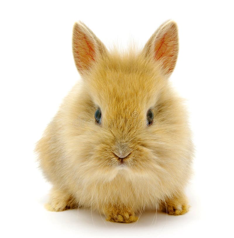 Small rabbit stock image. Image of isolated, shot, brown - 13273645