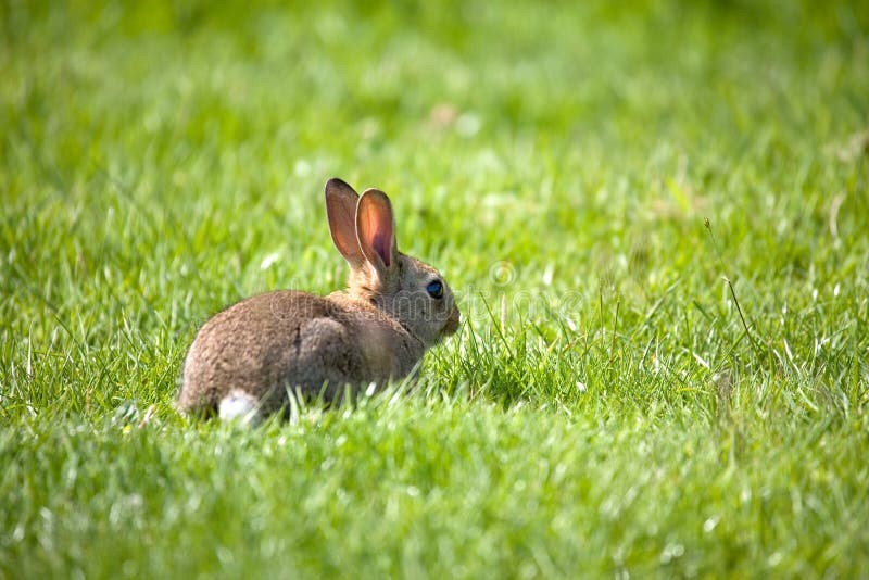 Small rabbit stock image. Image of bunnies, animal, mammal - 2438643