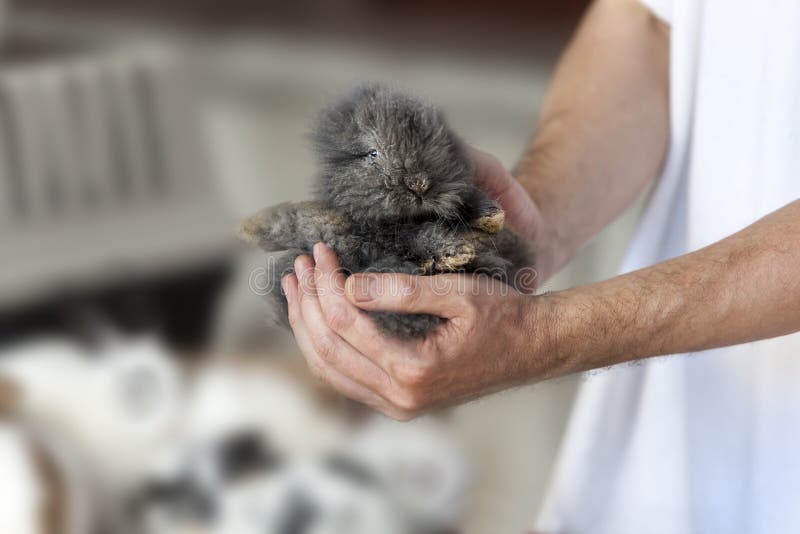 Small rabbit stock photo. Image of grey, mignon, flossy - 38016200