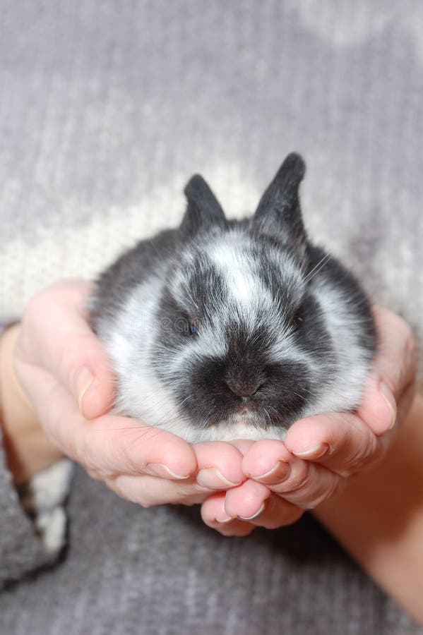 Small Rabbit Farming. Feeding Rabbits. Rabbit Cage Stock Photo - Image ...