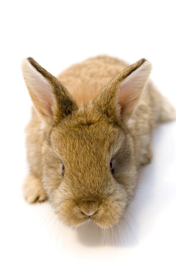 Small cat stock photo. Image of whisker, beautiful, domestic - 8301434