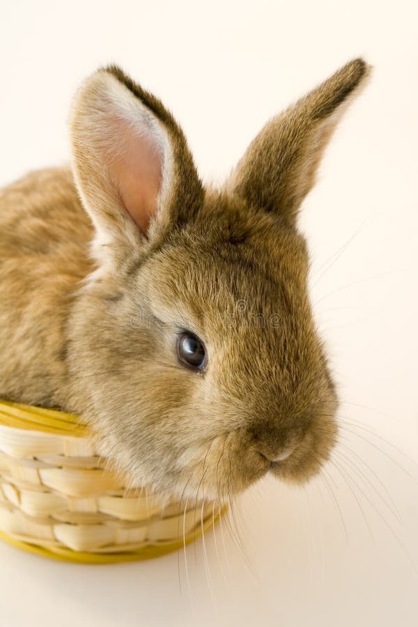 Bunny stock photo. Image of white, creature, rabbit, domestic - 4759964