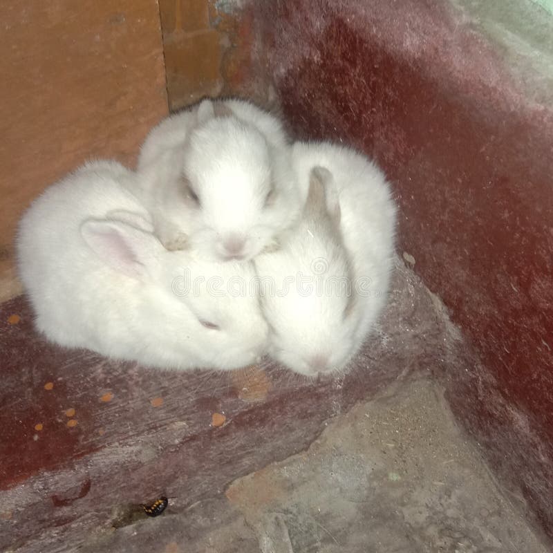 15days Stock Photos - Free & Royalty-Free Stock Photos from Dreamstime