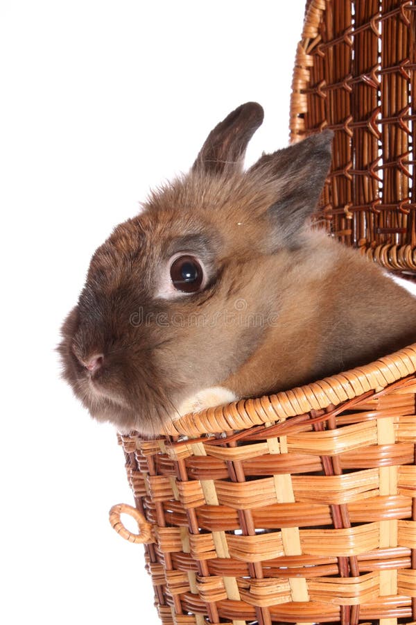 Rabbit in a Basket, Isolated. Stock Image - Image of background, animal ...