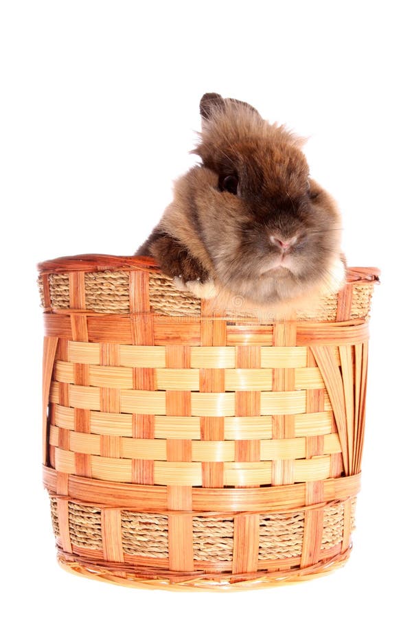 Rabbit in a Basket, Isolated. Stock Image - Image of background, animal ...