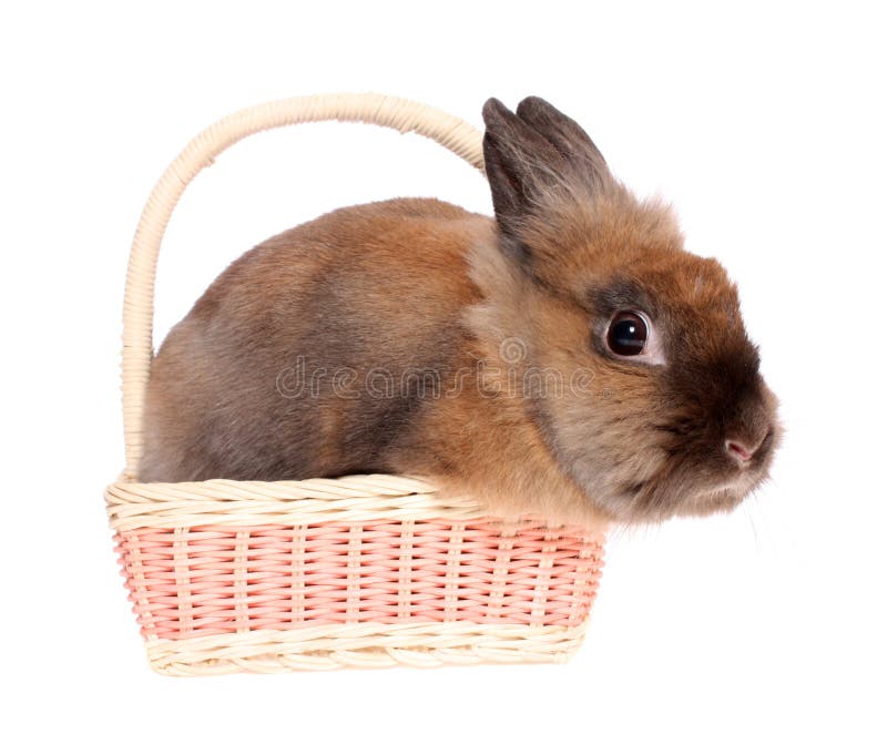 Rabbit in a Basket, Isolated. Stock Image - Image of background, animal ...