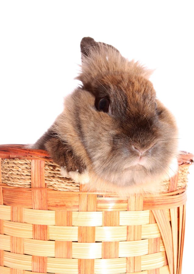 Rabbit in a Basket, Isolated. Stock Image - Image of background, animal ...