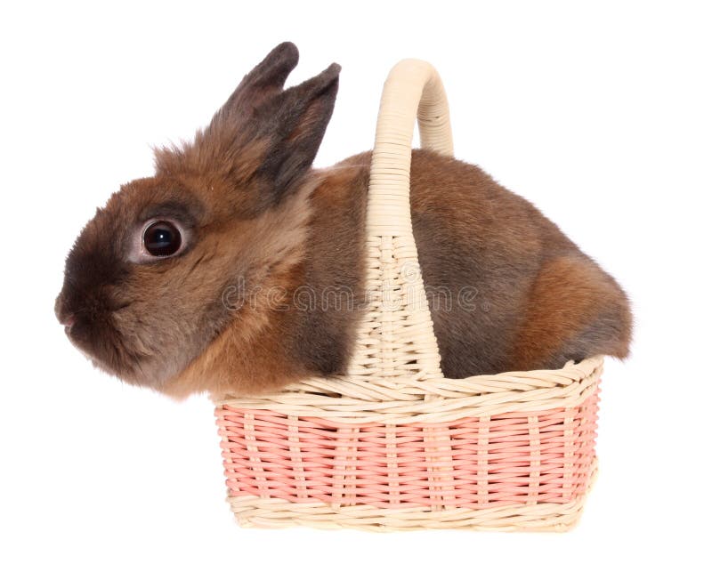 Rabbit in a Basket, Isolated. Stock Image - Image of background, animal ...