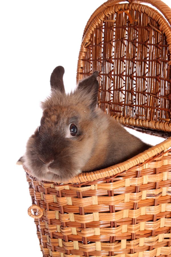 Rabbit in a Basket, Isolated. Stock Image - Image of background, animal ...