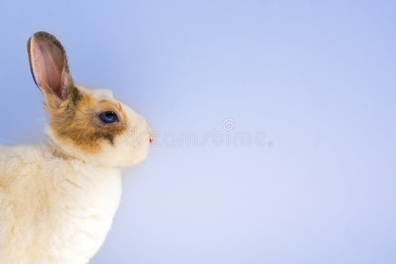 Small Rabbit on Blue Background Stock Photo - Image of isolation ...