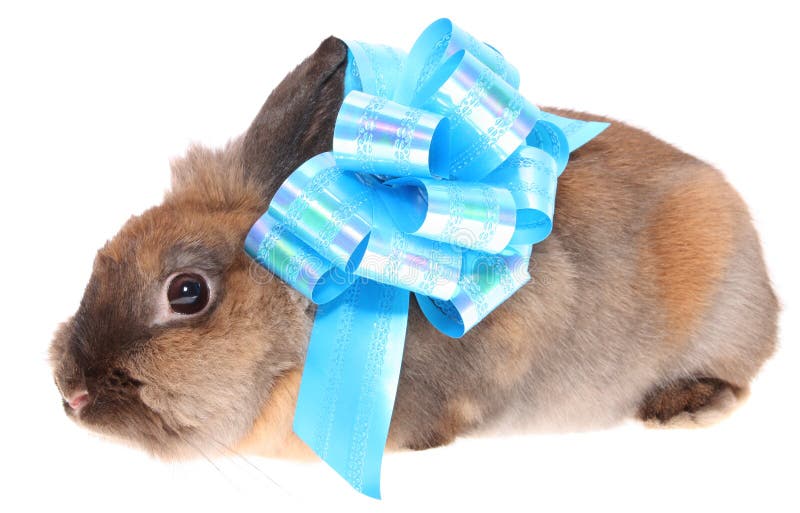 5,711 Rabbit Bow Stock Photos - Free & Royalty-Free Stock Photos from ...