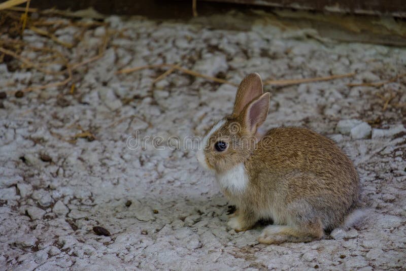 Rabbit Crouching Stock Photos - Free & Royalty-Free Stock Photos from ...