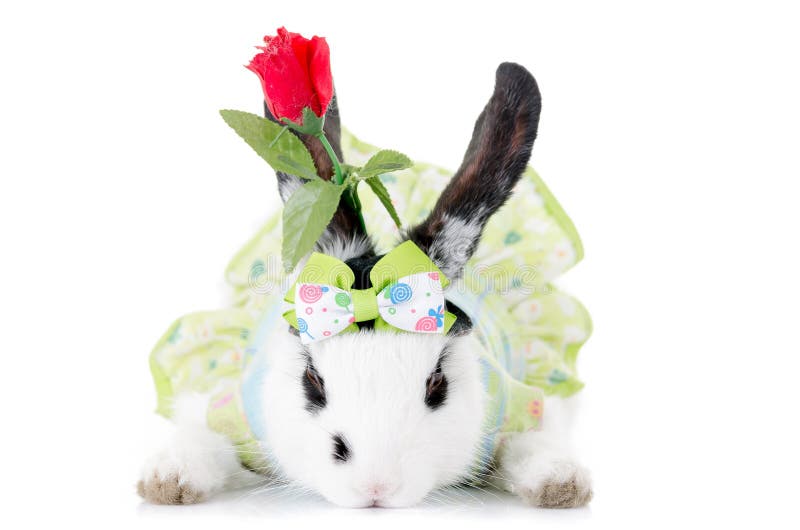 Small Rabbit in a DRESS with Flower Stock Photo - Image of hare, bunny ...