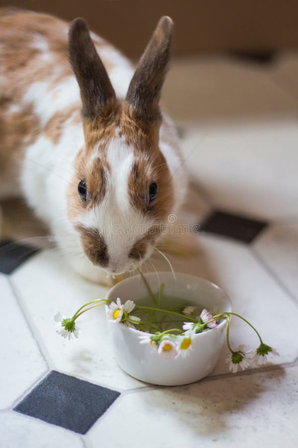 Small Rabbit Eating Daisies Stock Photo - Image of daisies, pets: 285612512