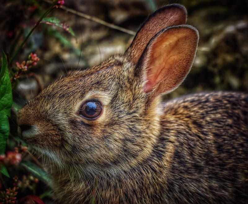 Small Rabbit Eating the Grass Stock Image - Image of chipmunk, gerbil ...