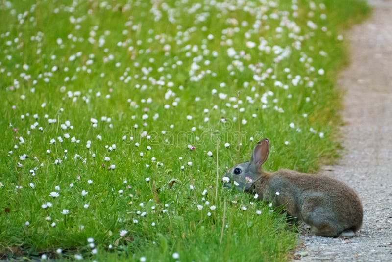Small Rabbit Sitting on a Path Eating Meadow Stock Photo - Image of ...